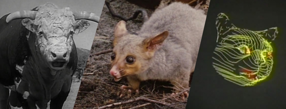 Talking Animal Vfx: The Pioneering Films You Might Not Know About ...