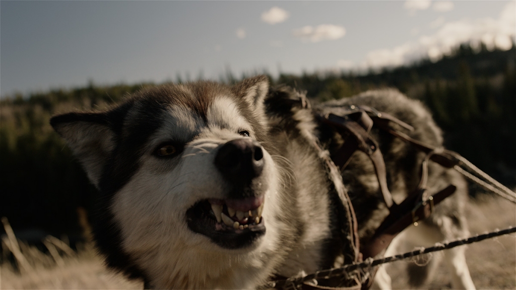 Yep, there’s FACS for dogs - befores & afters