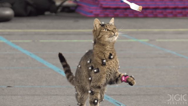 Motion capturing cats. That's it. That's the post. - befores & afters