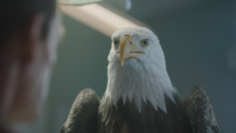 Did you know: Eagly has 9,162 feathers (about 2,000 more than normal eagles) - befores & afters