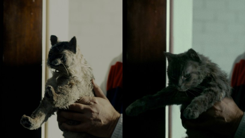 Tom Hanks’ cat in ‘A Man Called Otto’ is a mix of live-action ...